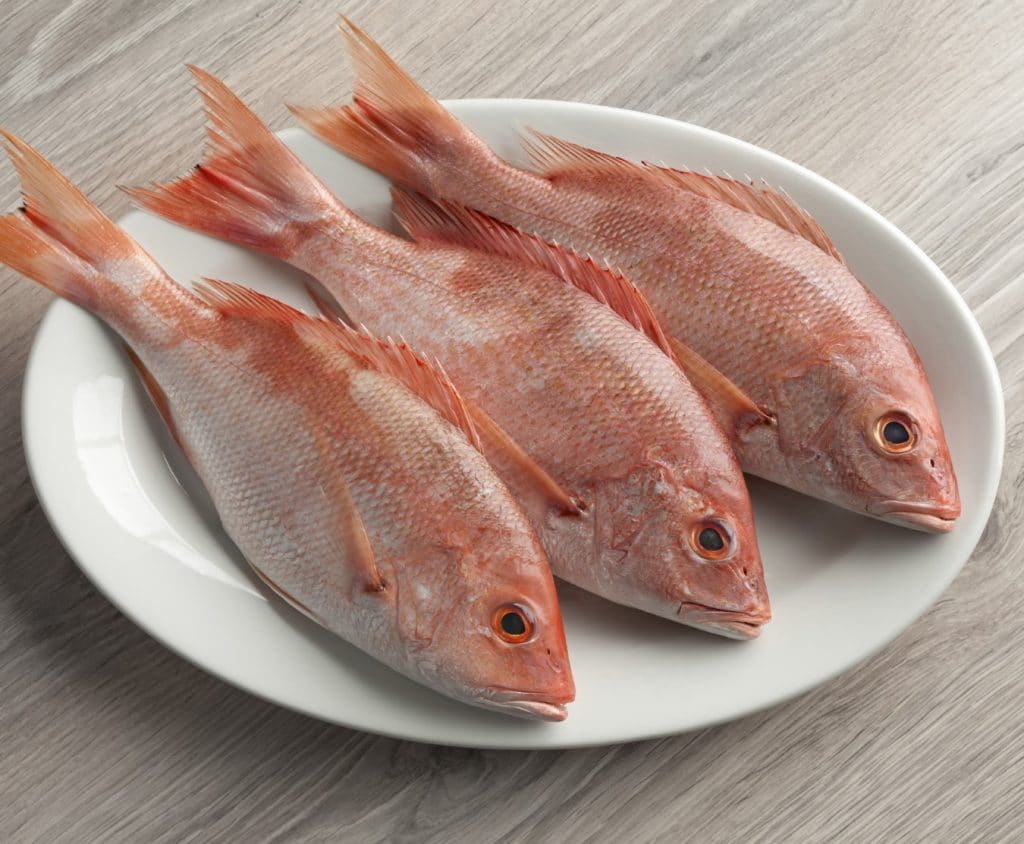 Red Snapper gutted scaled 1kg - Frozen Fish Direct