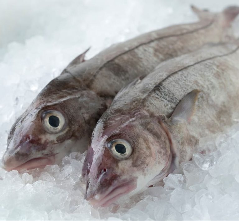 Haddock – Frozen Fish Direct