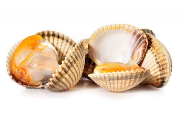 Cockles – Frozen Fish Direct